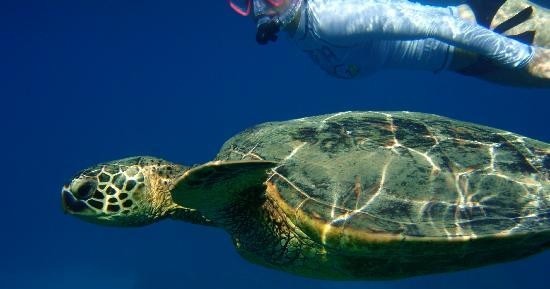 Turtle Town Maui, Hawaii Eco Adventure Tour | Maui Kayaks